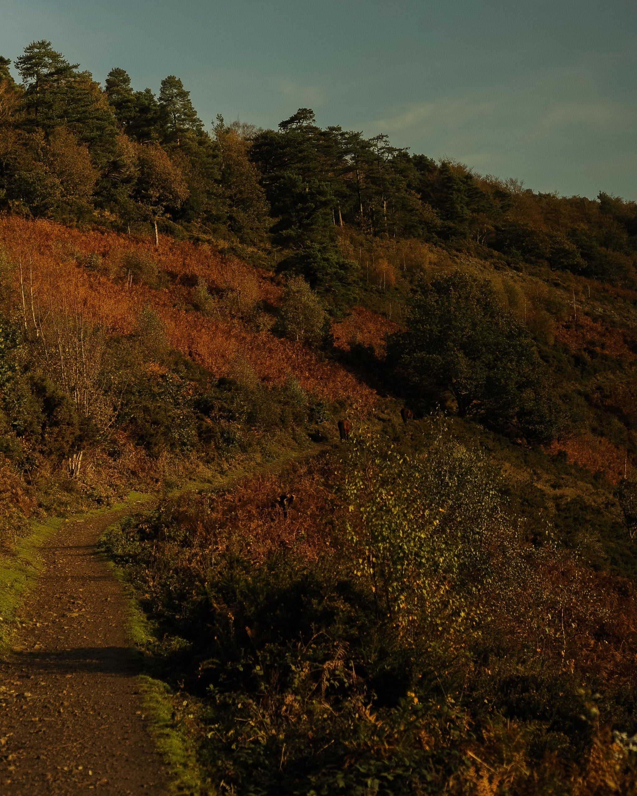 Autumn In Devon